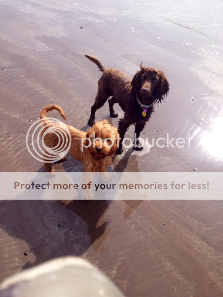 Throwback Thursday | I Love My Cockapoo Forums