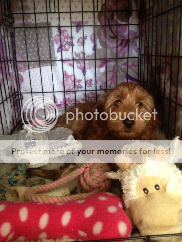 Throwback Thursday | I Love My Cockapoo Forums