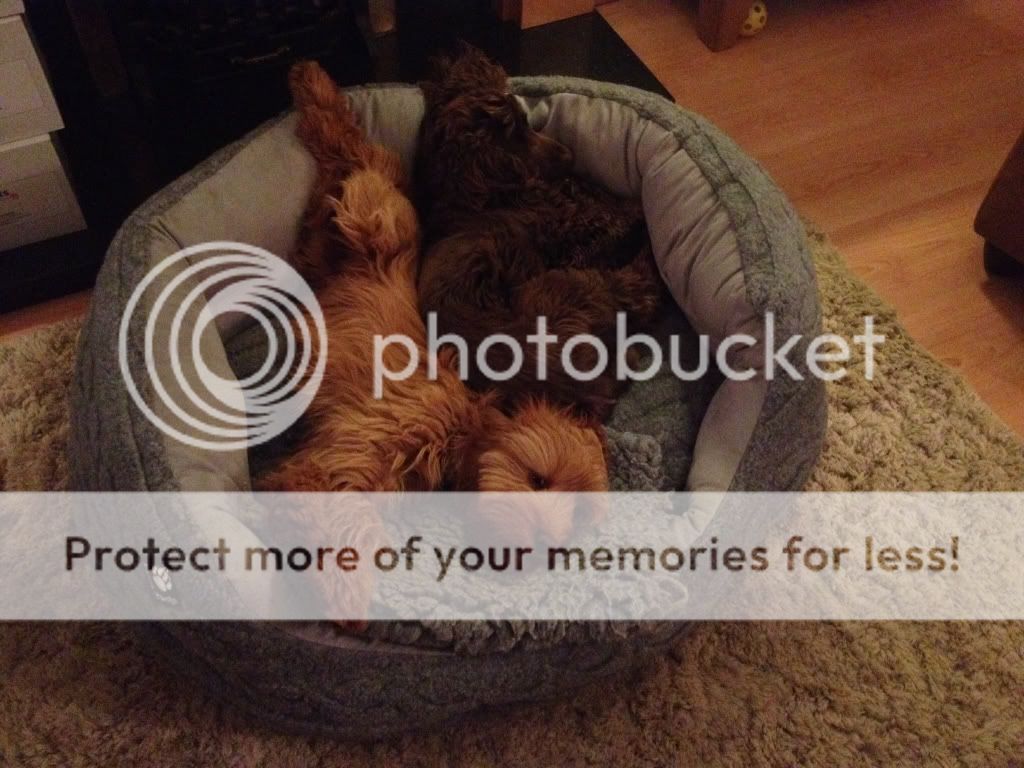 Throwback Thursday | I Love My Cockapoo Forums