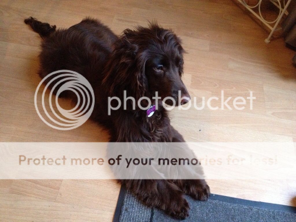 Smooth coated Cockapoos | I Love My Cockapoo Forums