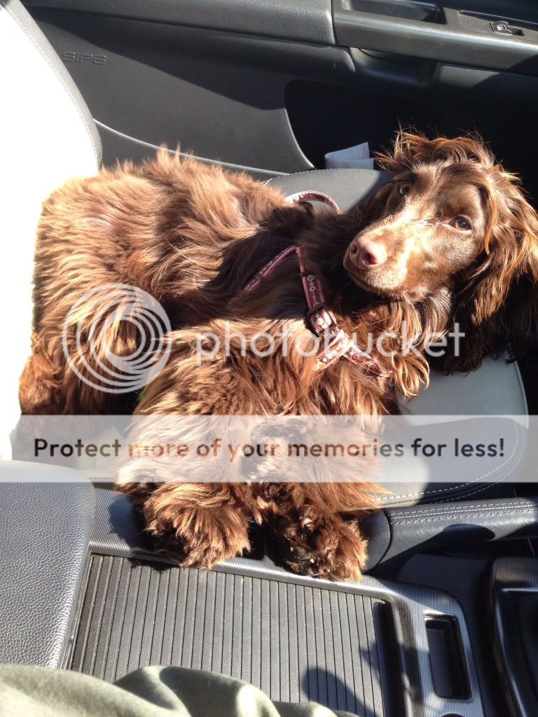 Smooth coated Cockapoos | I Love My Cockapoo Forums