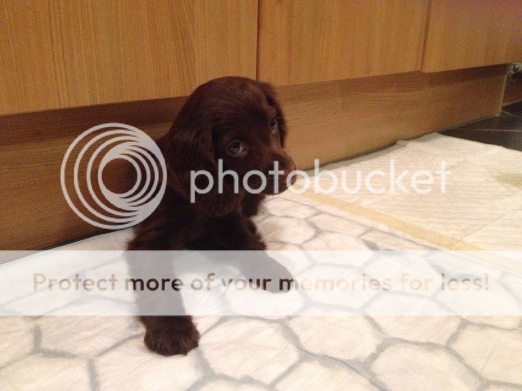 Smooth coated Cockapoos | I Love My Cockapoo Forums