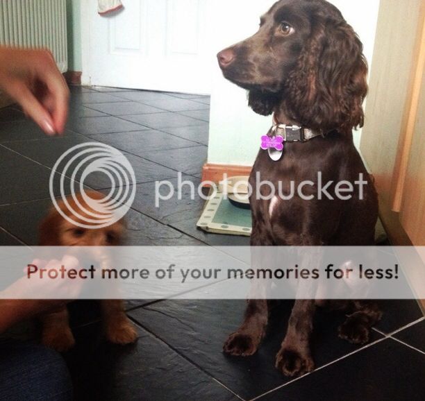 Smooth coated Cockapoos | I Love My Cockapoo Forums