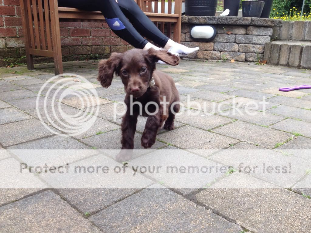 Smooth coated Cockapoos | I Love My Cockapoo Forums