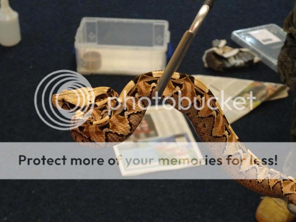 Wrigglies - Dunstable - January 2013 Livestock List | Reptile Forums