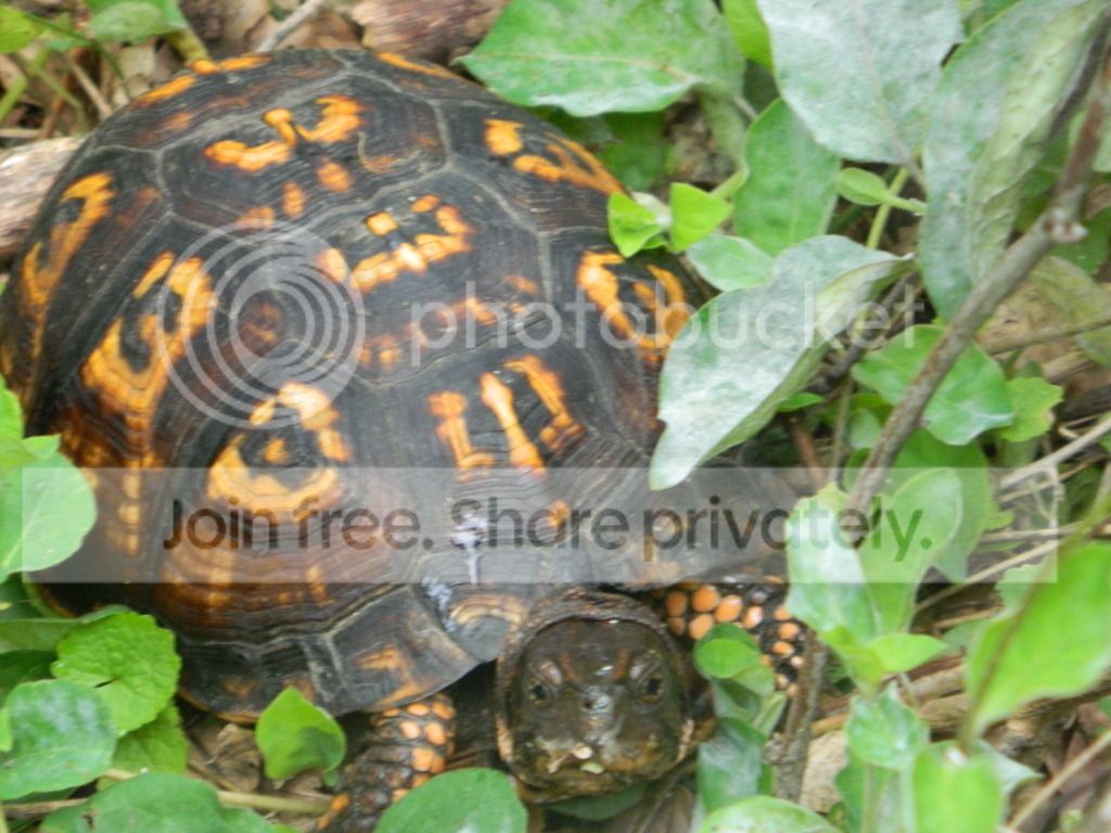 Box turtles and two lifer snakes. - Field Herp Forum