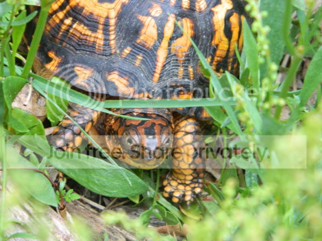 Box turtles and two lifer snakes. - Field Herp Forum