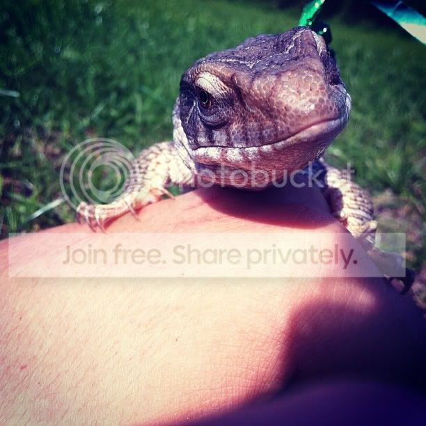 My Bosc Monitor | Reptile Forums