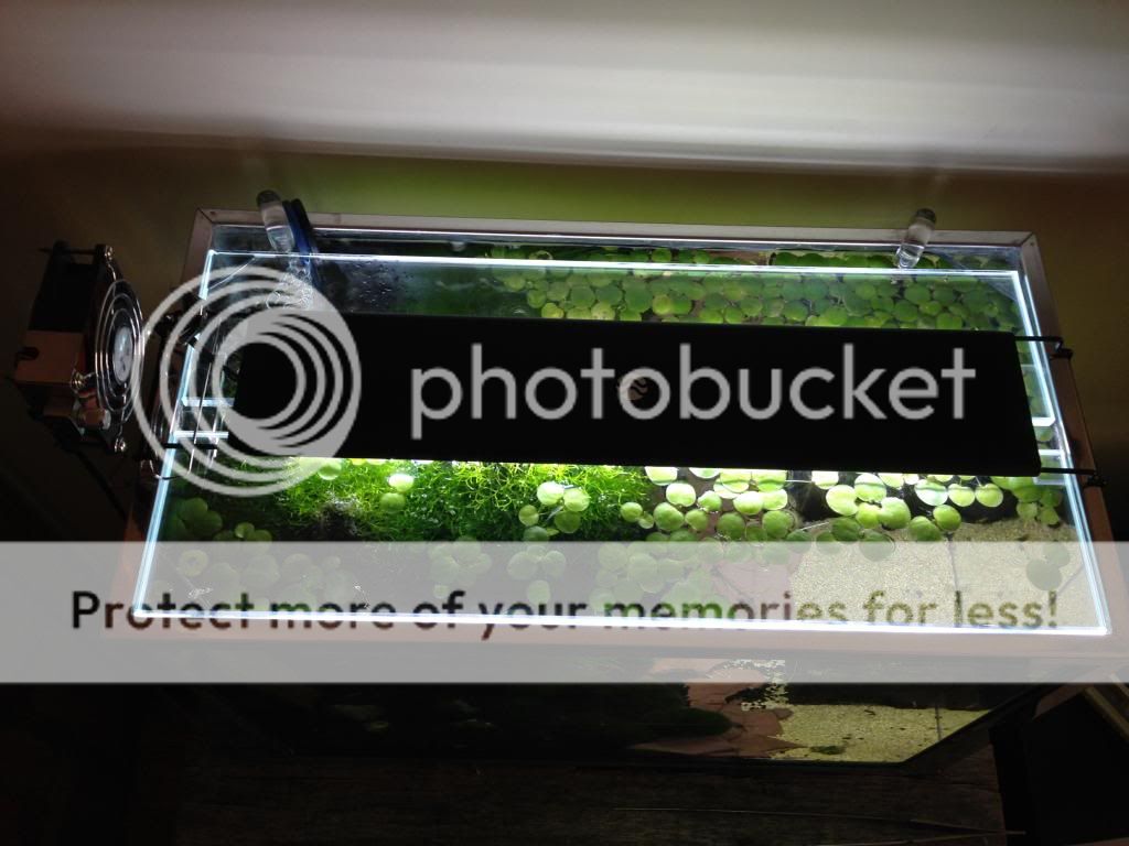 10g Shrimp Metaframe Restoration, Photo Heavy | The Planted Tank Forum