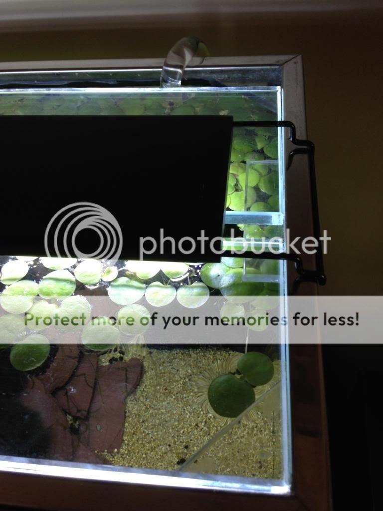 10g Shrimp Metaframe Restoration, Photo Heavy | The Planted Tank Forum